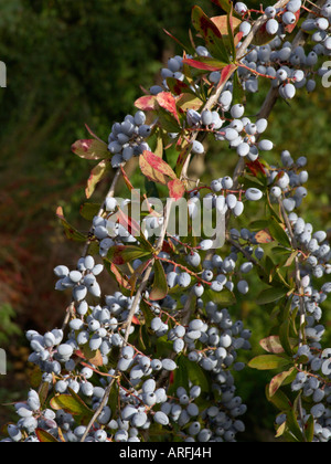 Indian barberry (Berberis aristata Stock Photo - Alamy