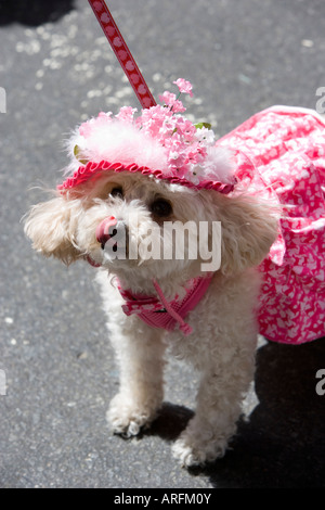 Bijon Frise wearing pink outfit Stock Photo - Alamy