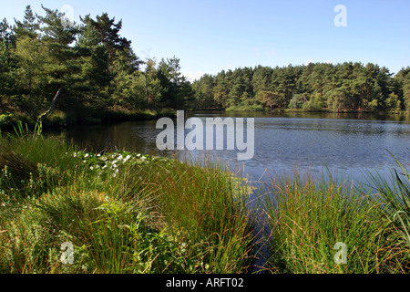 Moat Pond, Thursley Common Nature Reserve, Surrey, UK Stock Photo - Alamy