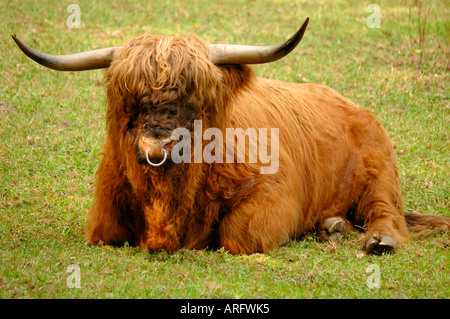 Prize winning highland cattle bull with handler and rosettes at the ...