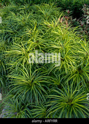 Green Aralia - Osmoxylon lineare Stock Photo - Alamy