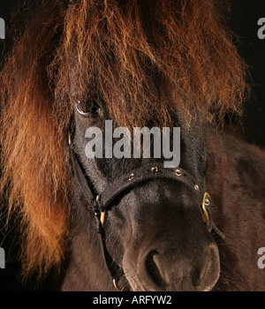 ginger horse with black hair portrait in summer field Stock Photo - Alamy