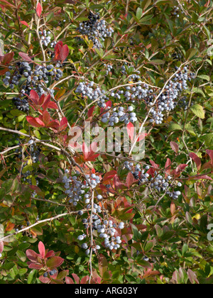 Indian barberry (Berberis aristata Stock Photo - Alamy