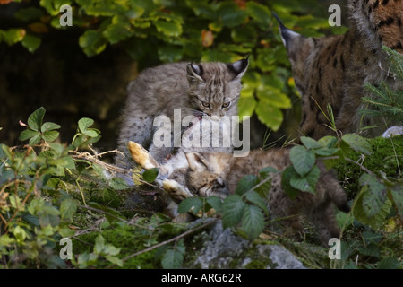 Junger Luchs an Beute juvenil lynx at booty Stock Photo - Alamy