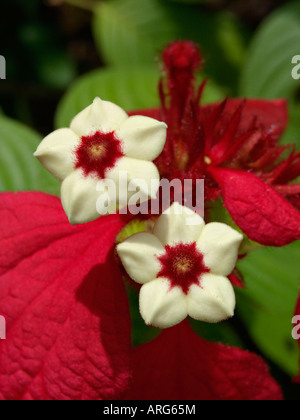 Red flag bush (Mussaenda erythrophylla) in bloom : (pix Sanjiv Shukla ...