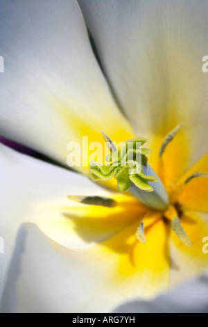 Detailed close up of a white tulip with red and yellow markings ...