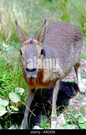 Patagonic Mara (Dolichotis patagonum) from Monte and Patagonia ...
