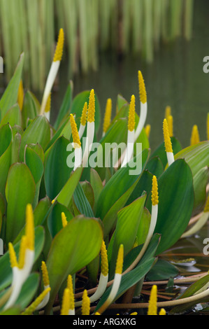 Golden Club (Orontium aquaticum) aquatic plants in pond, native to ...