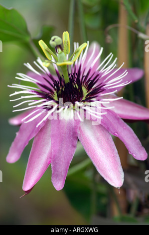 Passion flower 'Victoria' - Passiflora Victoria Stock Photo - Alamy