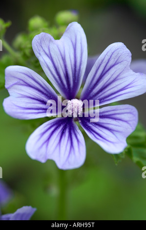 MALVA SYLVESTRIS PRIMLEY BLUE Stock Photo - Alamy