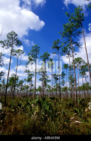 Everglades National Park Fl the pinelands sunset slash pine tree ...