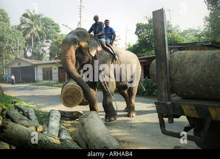 An elephant in place of a crane lifting logs to load onto a truck Stock ...