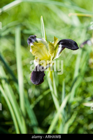 COMMON NAME Iris LATIN NAME Iris Stock Photo - Alamy