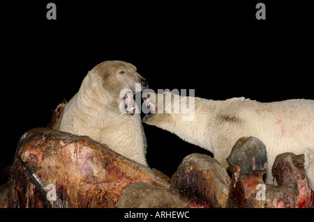 polar bear scavenging and fighting over a bowhead whale Balaena ...