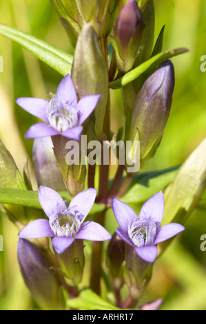 Autumn Gentian Gentianella amarella growing at Barnack Cambridgeshire ...