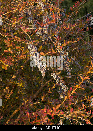 Indian barberry (Berberis aristata Stock Photo - Alamy