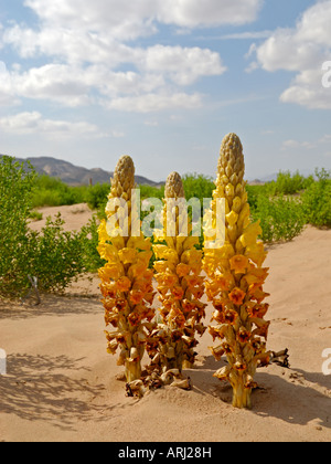 Desert hyacinth, Cistanche tubulosa, growing in scrub desert, Oman ...