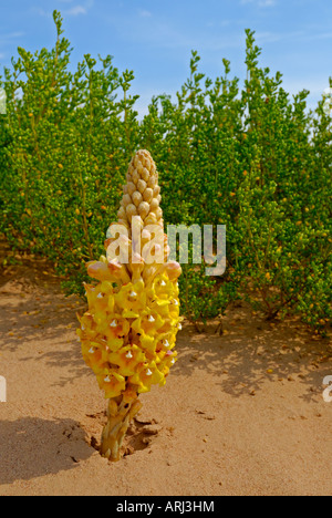 Desert hyacinth, Cistanche tubulosa, growing in scrub desert, Oman ...