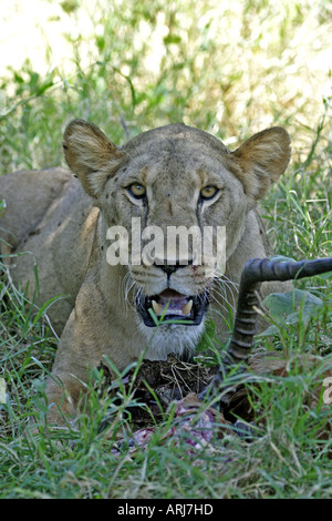 African lions (Panthera leo) with remains of kill by wetland in ...