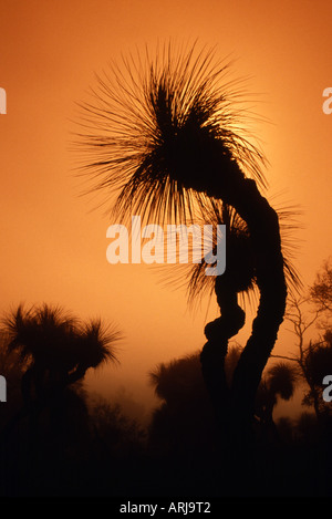 Gras Tree, Black Boy (Xanthorrhoea spec.), Grasstree Sunrise, Australia ...