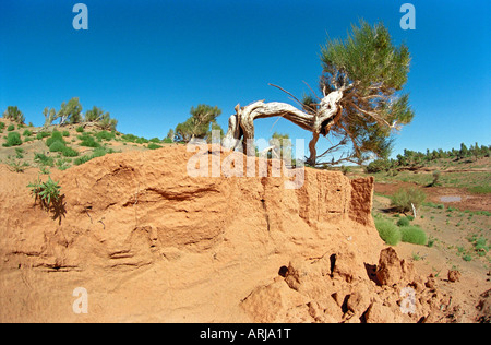 Saxaul (Haloxylon ammodendron). National park Altun Emel. Aktau ...