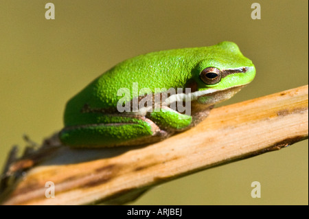 Eastern Sedge Frog Stock Photo - Alamy