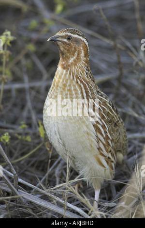 common quail, European quail (Coturnix coturnix), male standing on a ...