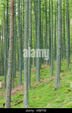 Tree patterns Burtness Wood Lake District Cumbria England United ...