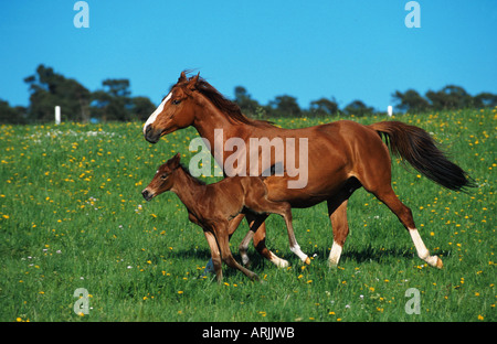 Budjonny horse (Equus przewalskii f. caballus), mare with foal Stock ...