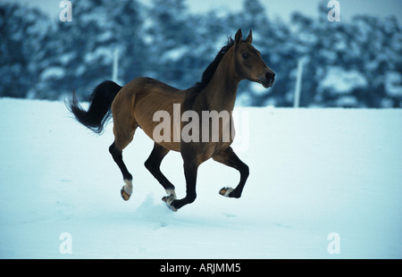 Akhal-Teke. Stallion galloping on a meadow. Germany Stock Photo - Alamy