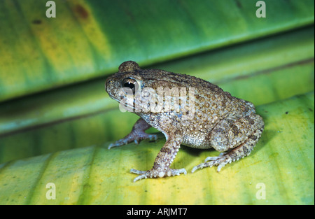 Bufo regularis, panther toad Stock Photo - Alamy