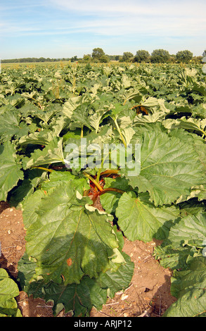 Rhubarb field, trees Stock Photo - Alamy