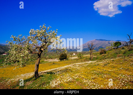Spring in Crete, Plateau, Lassithi, East Crete, Island of Crete, Greece ...