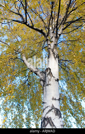A single birch tree with branches under snow in a field under snow ...