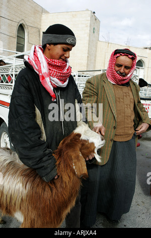 JOR, Jordan, cattle market Stock Photo - Alamy