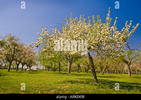 Cattle in orchard of Sheppys Cider near Taunton Somerset England Stock ...