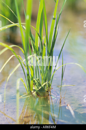 Frog, Japanese rice field Stock Photo - Alamy