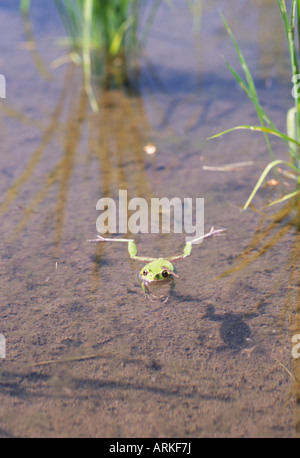 Image of paddy field green frog or Green Paddy Frog (Rana erythraea) on ...