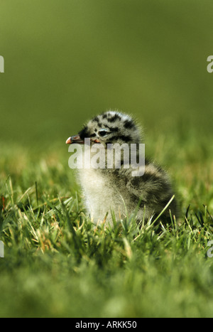 mew gull (Larus canus), fledgling begging for feed, Norway, Troms ...