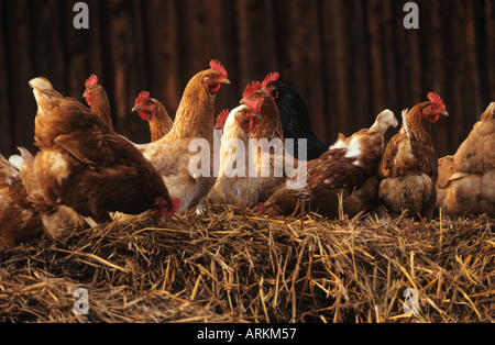 dunghill with chickens Stock Photo - Alamy
