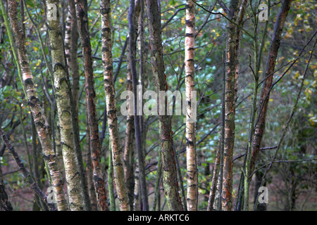 Young silver birch trees in winter with bright white trunks, under ...