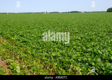 Middle Indiana IN Soybean farm Stock Photo - Alamy