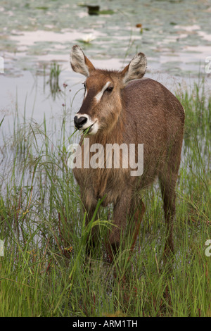 Waterbuck (Kobus ellipsiprymnus). Mpumalanga female. South Africa Stock ...