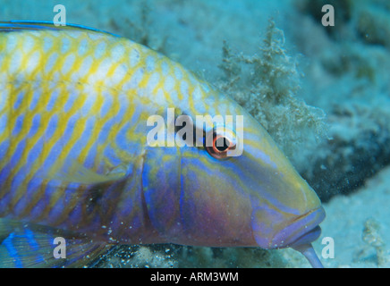 Fivebarred goatfish (Parupeneus trifasciatus), Okinawa, Japan Stock ...