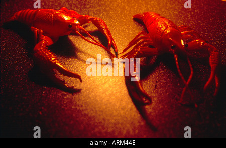 Two plastic crayfish creatures - the common yabby, Cherax destructor ...