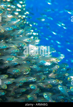Slender sweeper (Parapriacanthus Ransonneti), Okinawa, Japan Stock ...