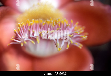 Flower, Steman of flower Kailaspati, Bombay Mumbai, Maharashtra, India ...