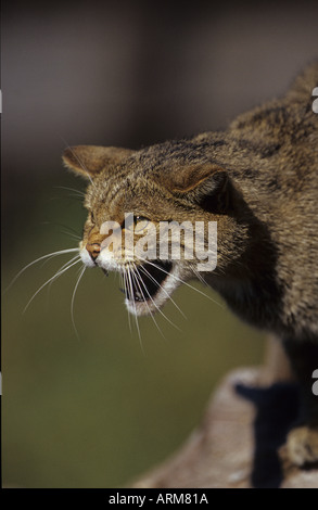 SCOTTISH WILDCAT HISSING UK Stock Photo - Alamy