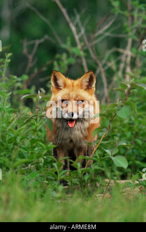 Red fox in spring - Minnesota USA Stock Photo - Alamy