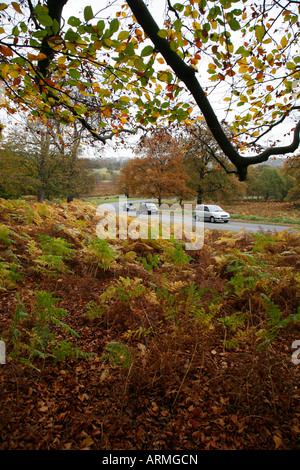 Broomfield Hill in Richmond Park, London Stock Photo - Alamy